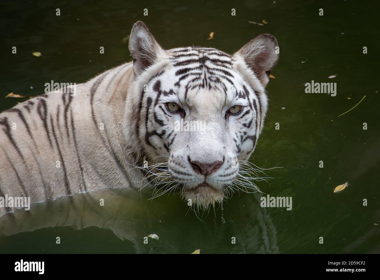 Tiger standing hi-res stock photography and images - Alamy