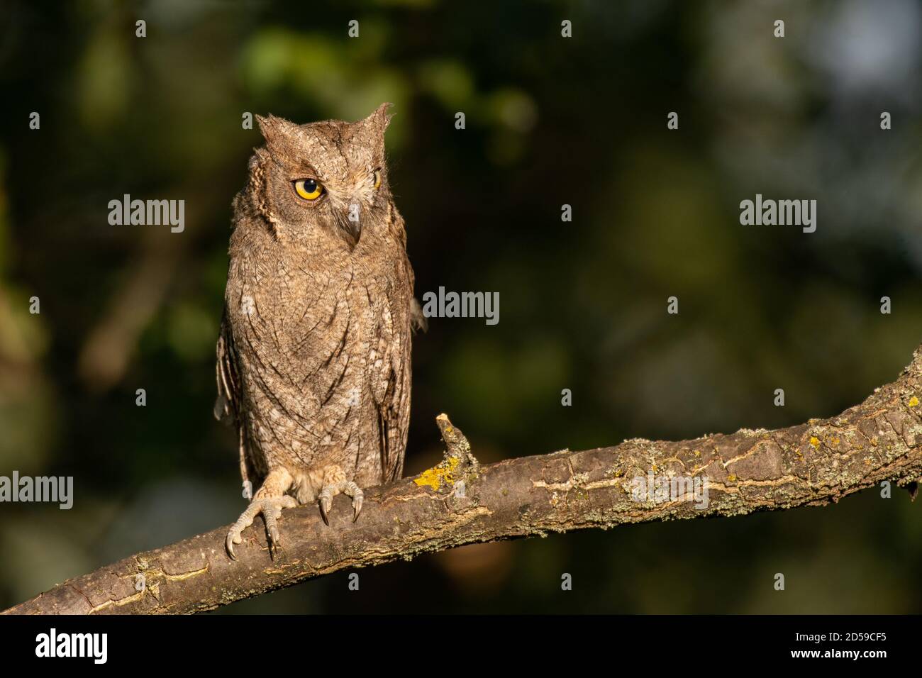 European Scops Owl Otus scops, sitting in the forest on a branch Stock ...