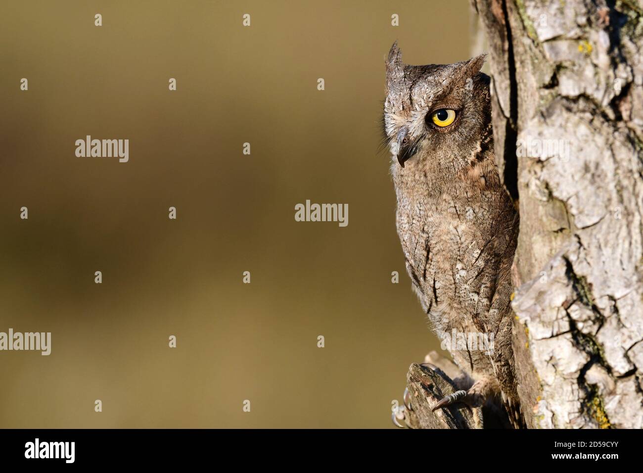 Collared scops owl hi-res stock photography and images - Alamy