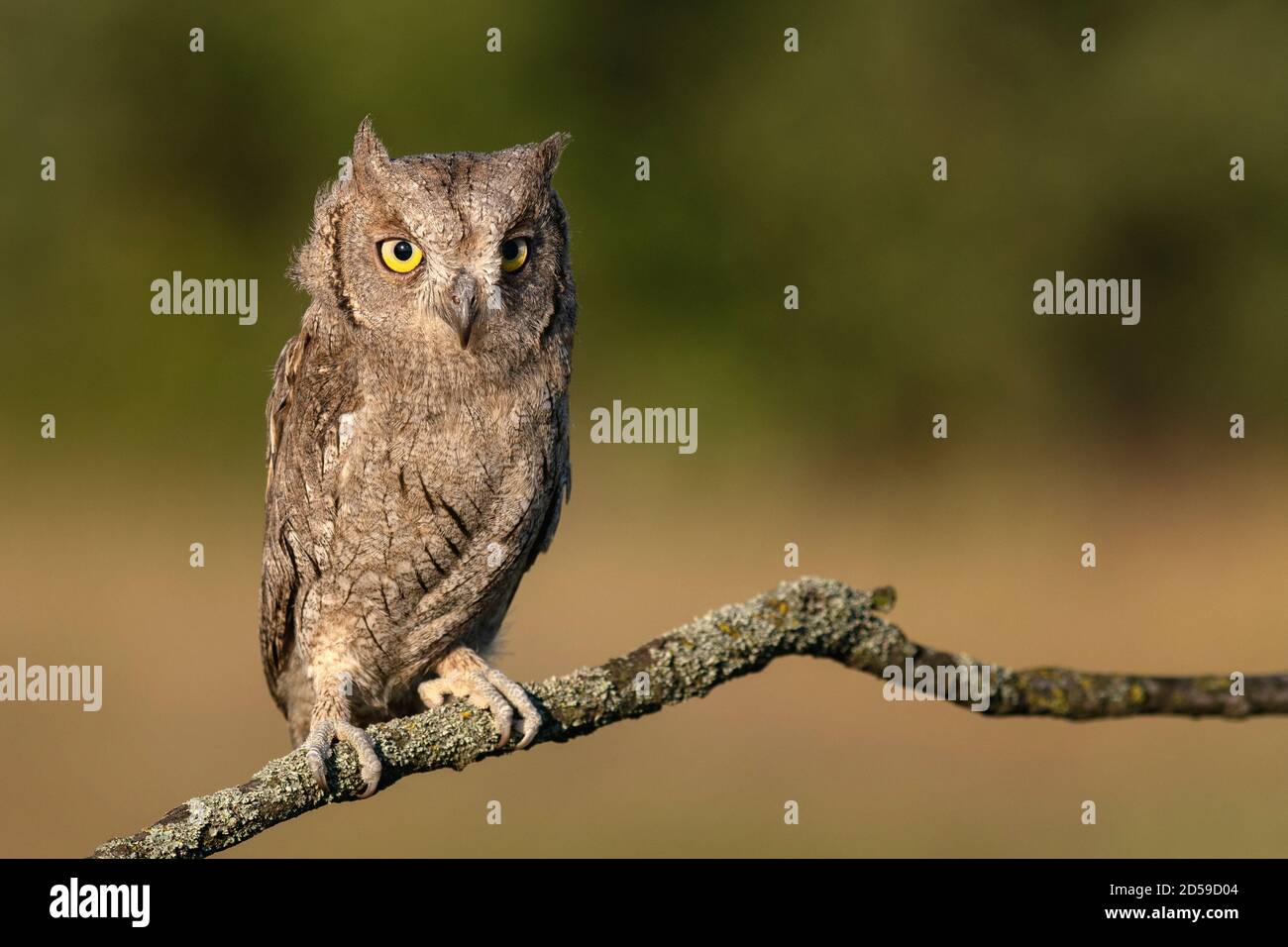 European Scops Owl, Otus scops close up Stock Photo - Alamy