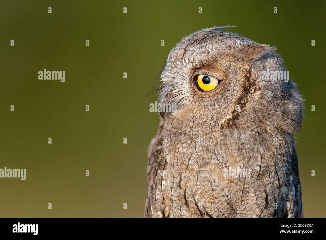 European Scops Owl, Otus scops close up portrait Stock Photo - Alamy