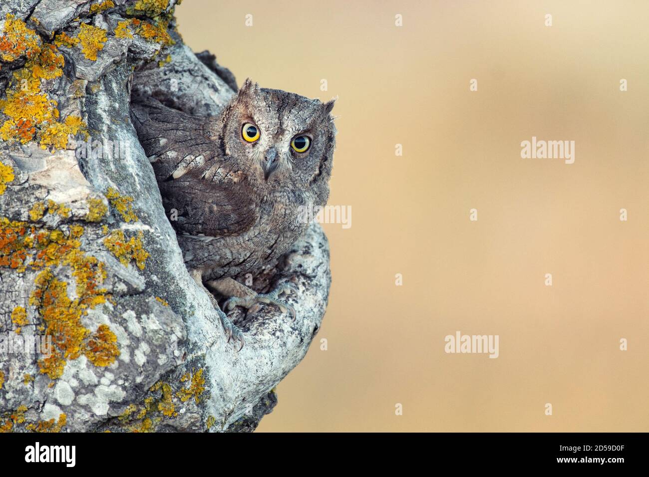 Collared scops owl hi-res stock photography and images - Alamy