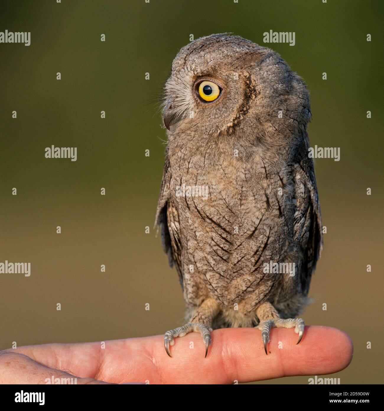 Young European scops owl Otus scops sitting on hand Stock Photo - Alamy