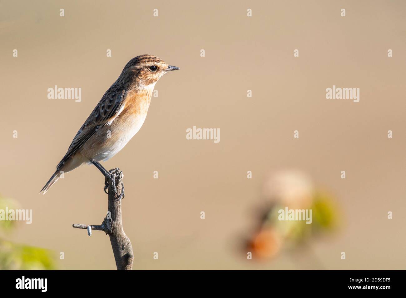 Whinchat Saxicola rubetra female, sitting on branch in a beautiful ...