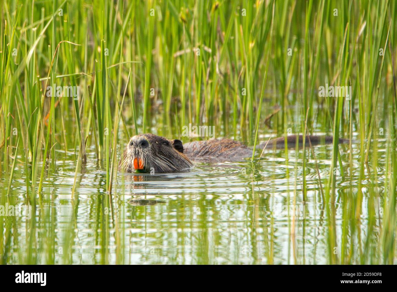 Nutria (Myocastor coypus) floating in the water Stock Photo - Alamy