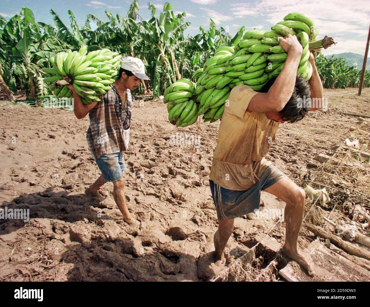 Honduras Bananas High Resolution Stock Photography and Images - Alamy