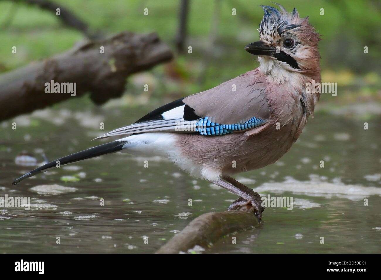 Bird common Jay Garrulus glandarius. Wet bird Stock Photo - Alamy