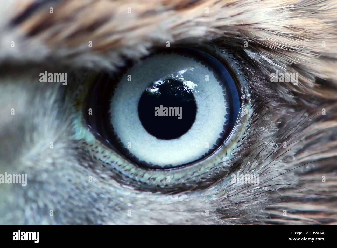 Eagle eye close up hi-res stock photography and images - Alamy
