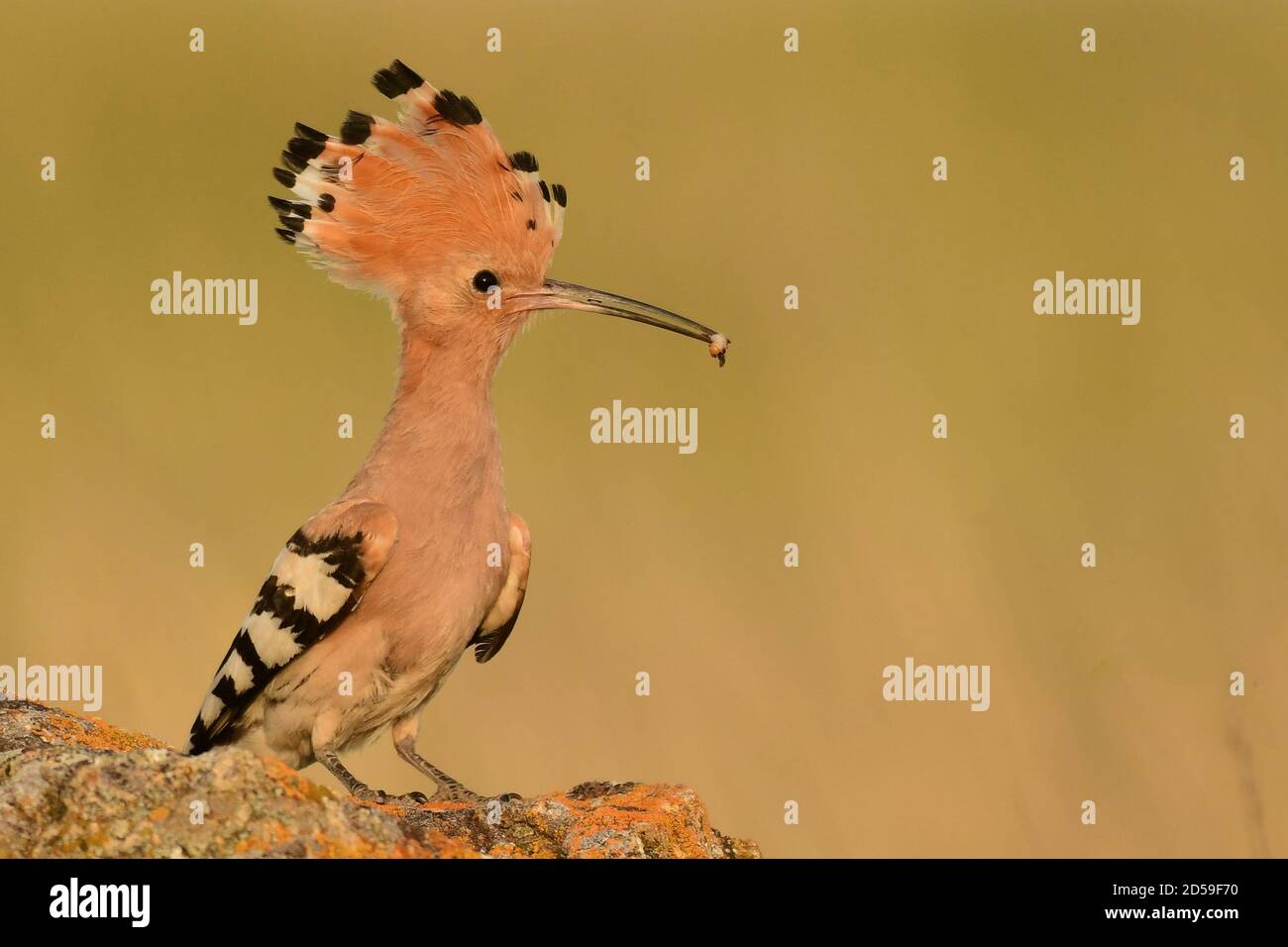 Beautiful eurasian hoopoe Upupa epops sitting on a rock with a maggot ...