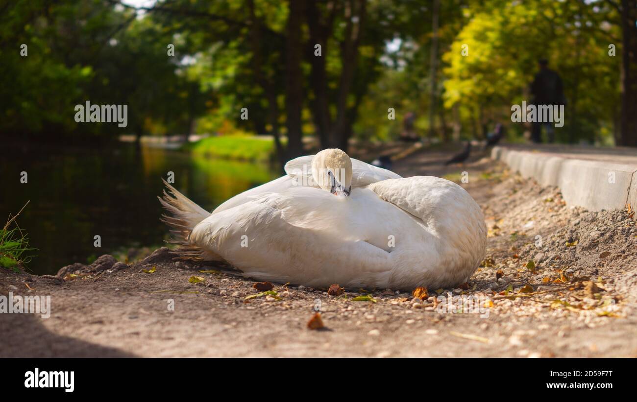 Resting swan hi-res stock photography and images - Alamy