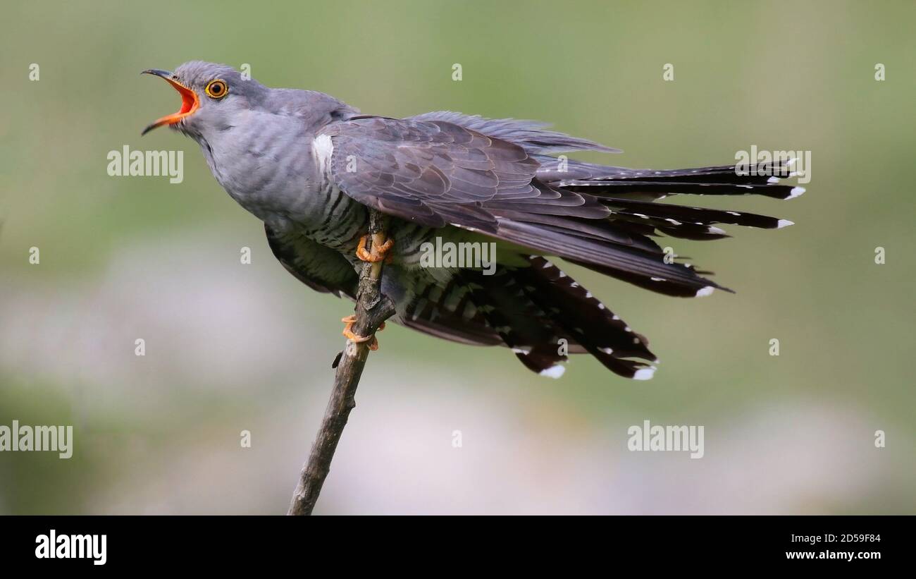 The bird is Common cuckoo Cuculus canorus, sitting on a tree branch ...
