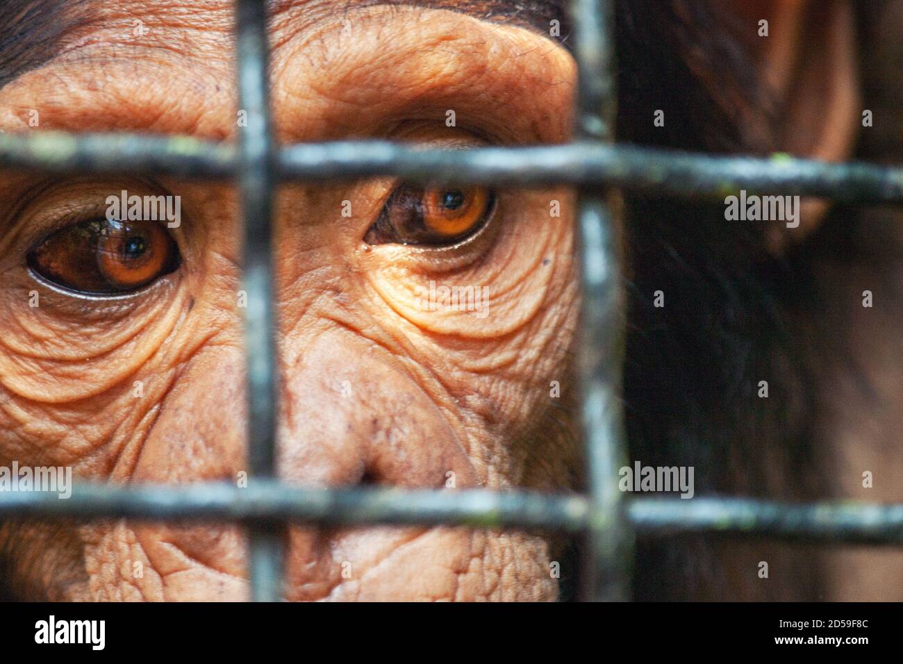 Human eye ape trapped in a cage Stock Photo - Alamy