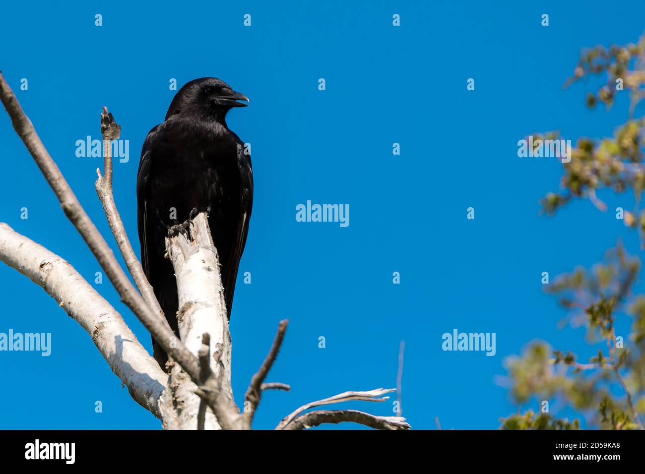 Crow on a dead tree hi-res stock photography and images - Alamy