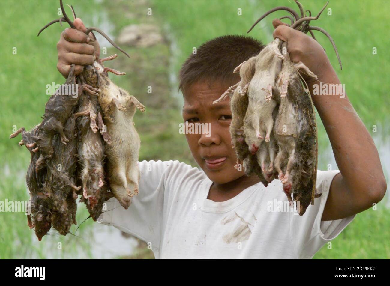 Rat control hi-res stock photography and images - Alamy