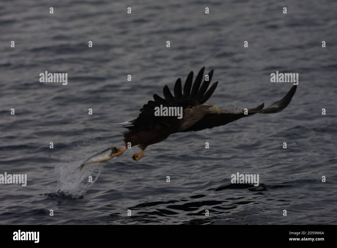White tailed eagle (sea eagle) capturing a fish in flight Stock Photo ...