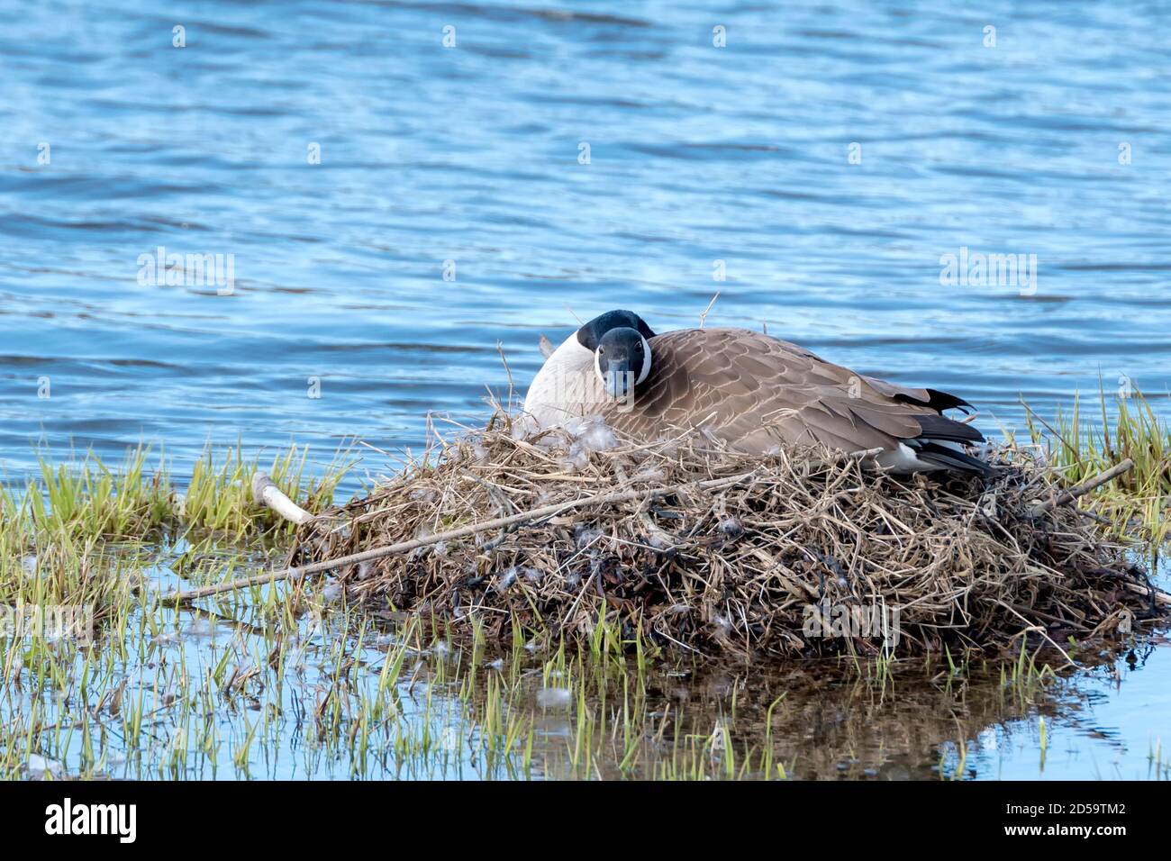 A Canada Goose sitting on a nest. The nest is in water Stock Photo - Alamy