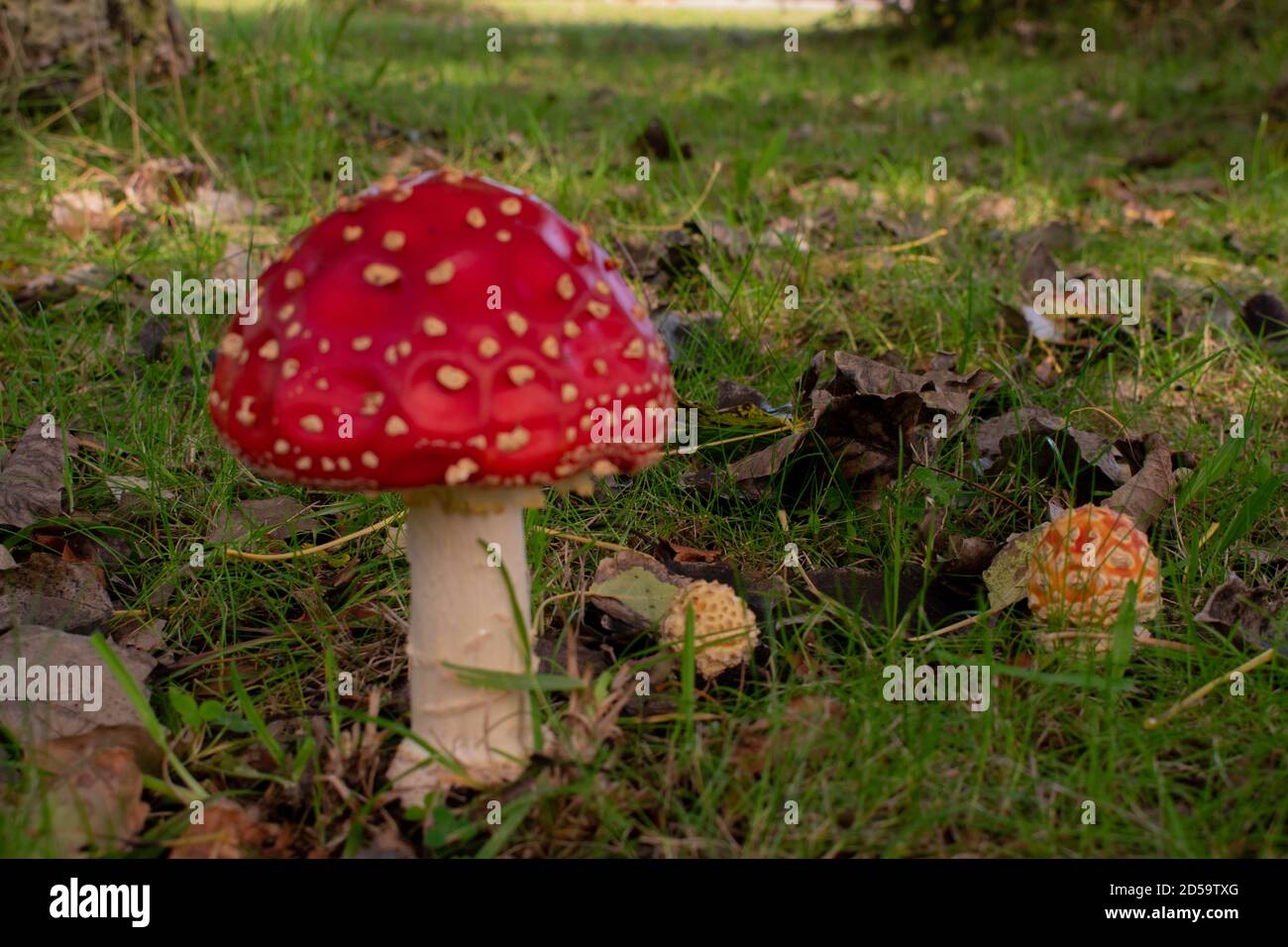 mushrooms red with white dots Stock Photo - Alamy