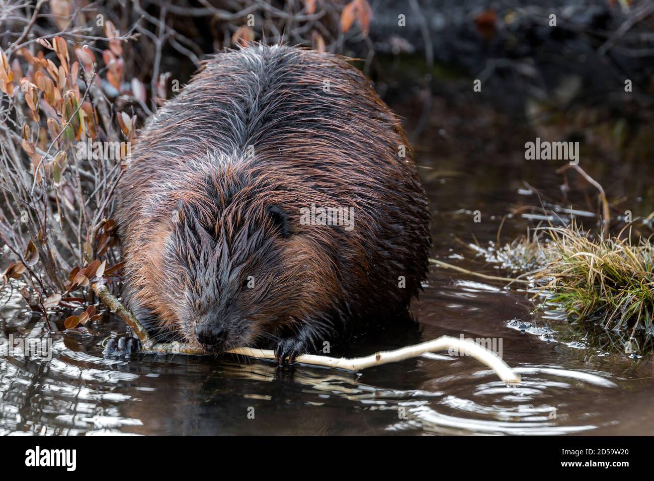 Beaver face hi-res stock photography and images - Alamy