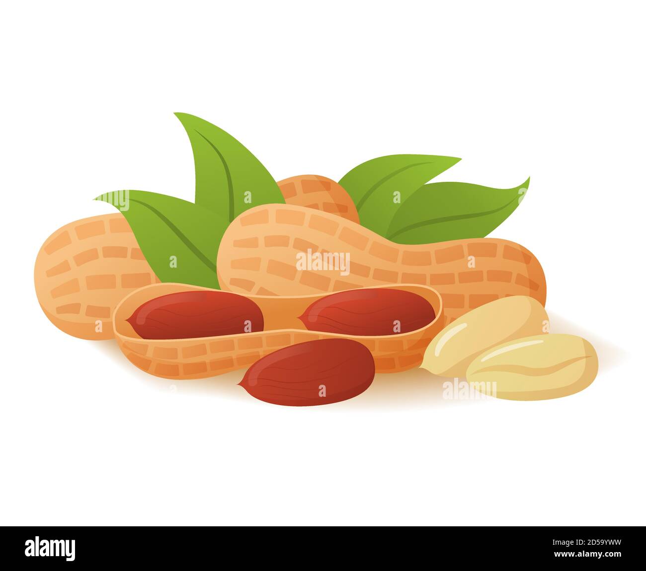 Peanuts in shell realistic vector illustration. Food concept Stock ...