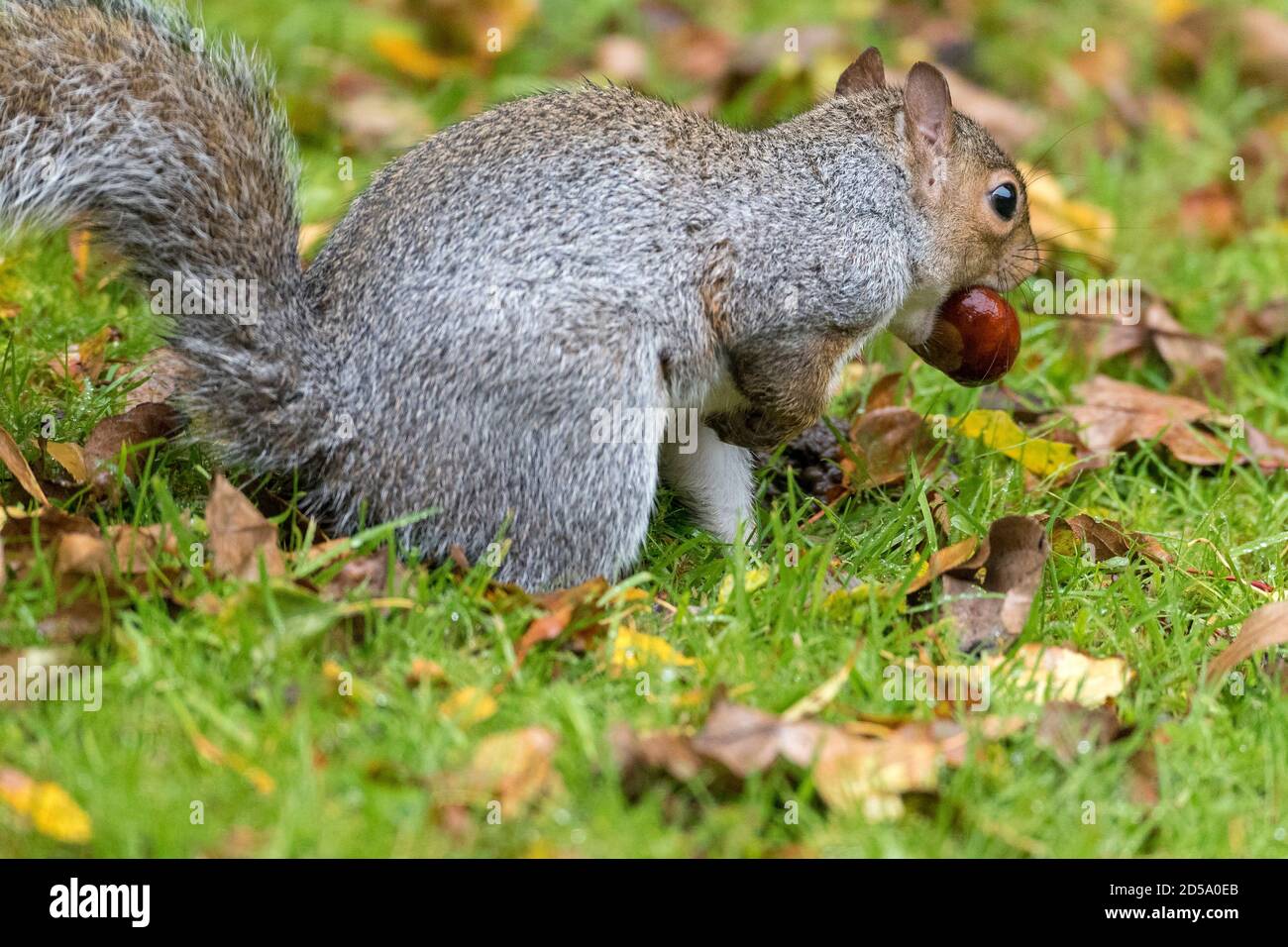 Squirrel with conker hi-res stock photography and images - Alamy