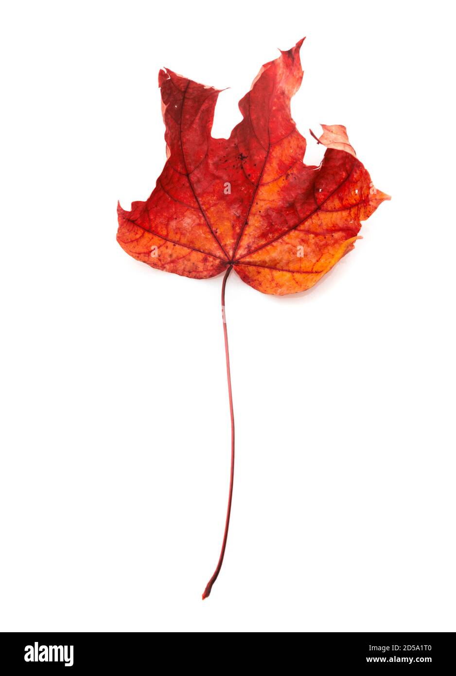 colorful autumn maple leaf isolated on white Stock Photo - Alamy