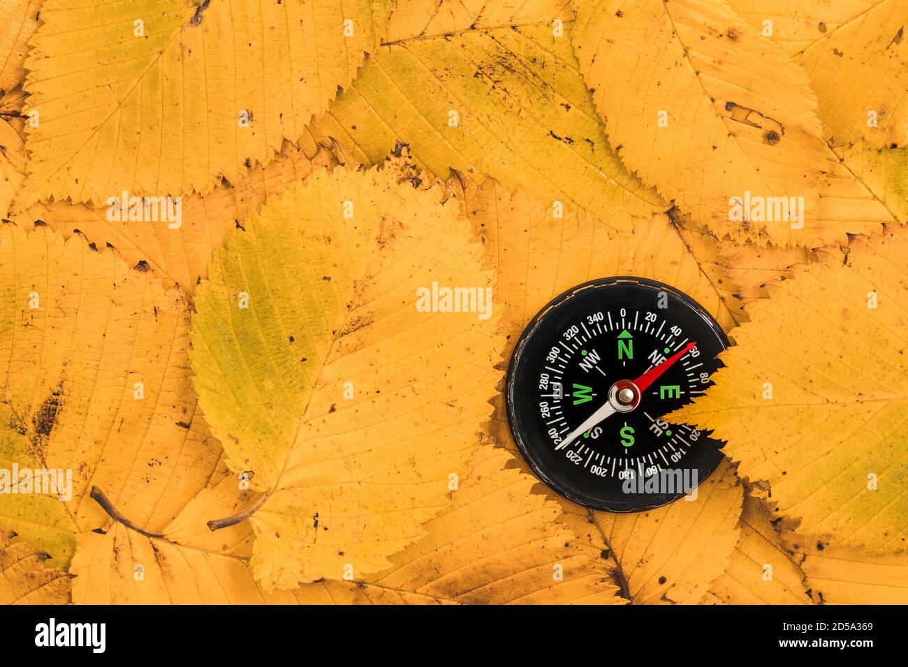 Compass on fallen leaves. Use compass in the autumn forest Stock Photo ...