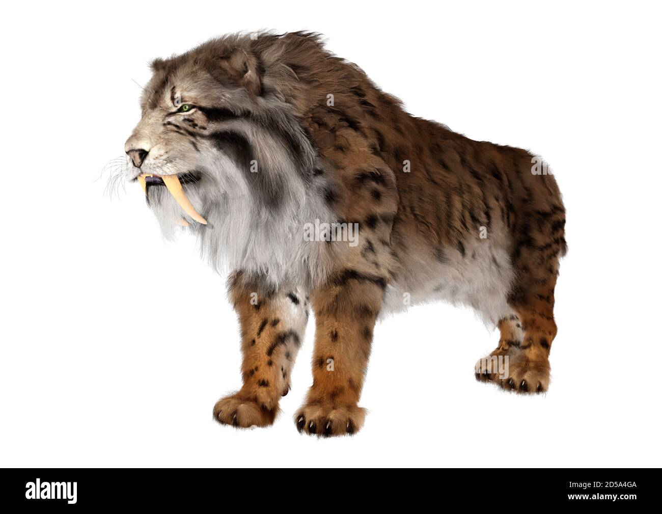 3D rendering of a sabertooth tiger isolated on white background Stock ...