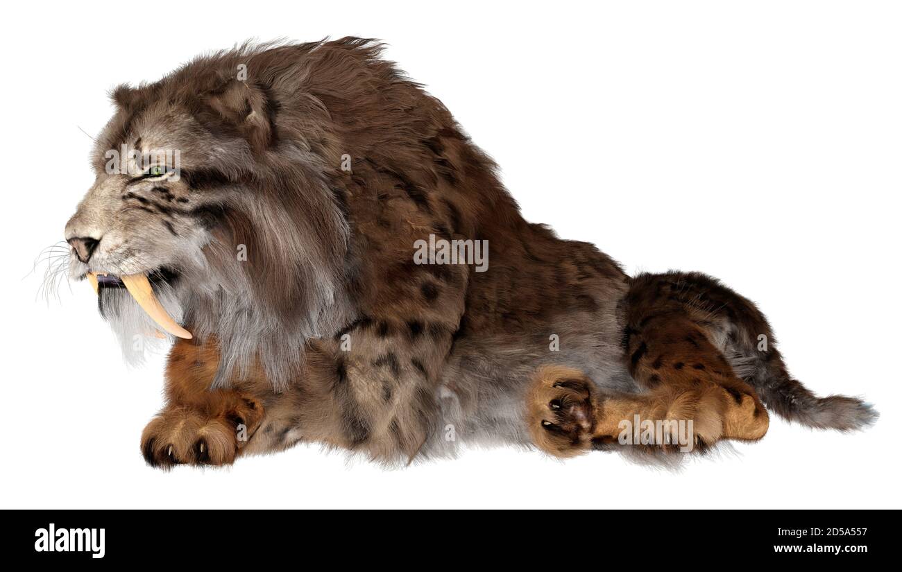3D rendering of a sabertooth tiger isolated on white background Stock ...