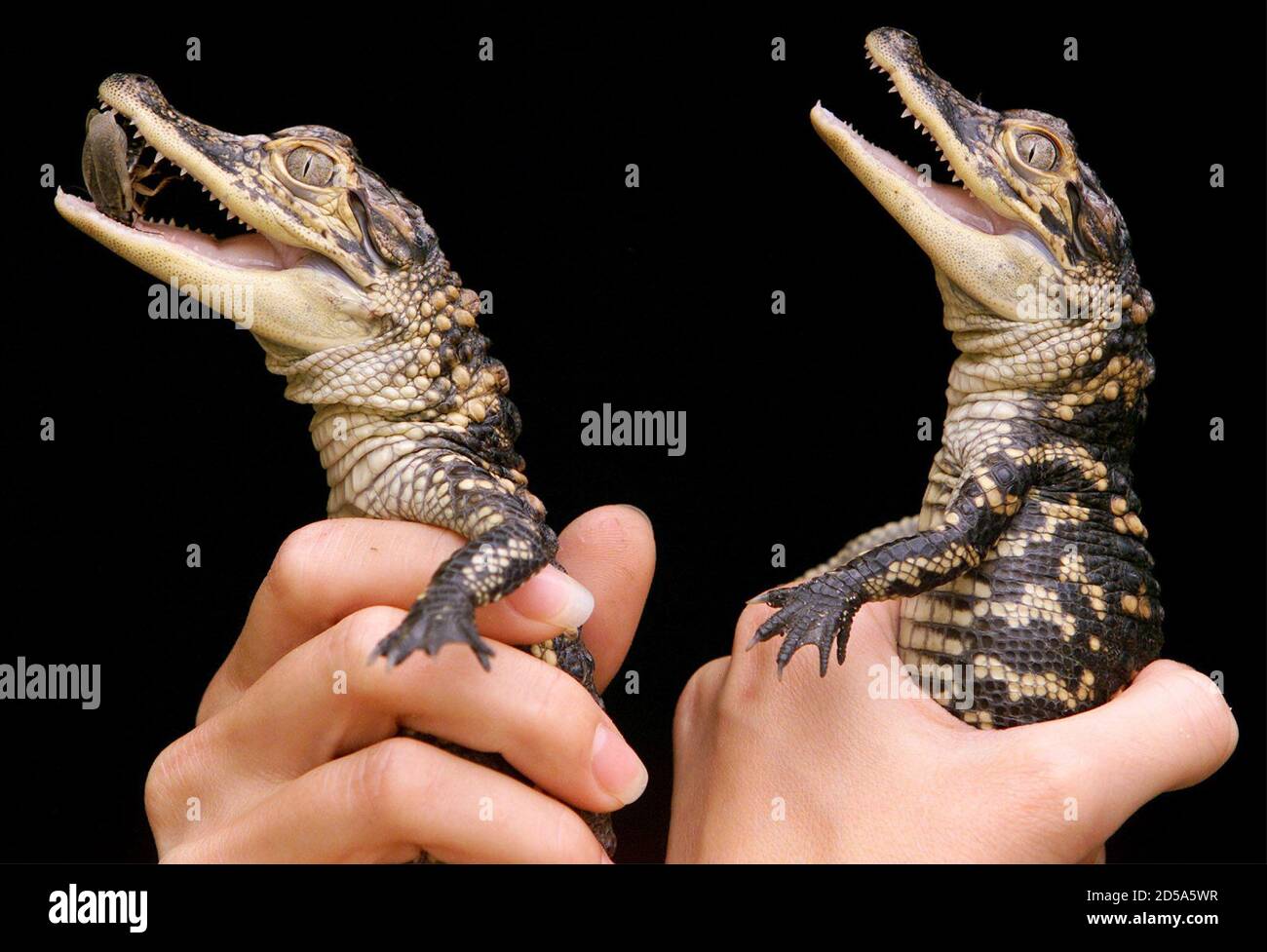 Alligators present hi-res stock photography and images - Alamy