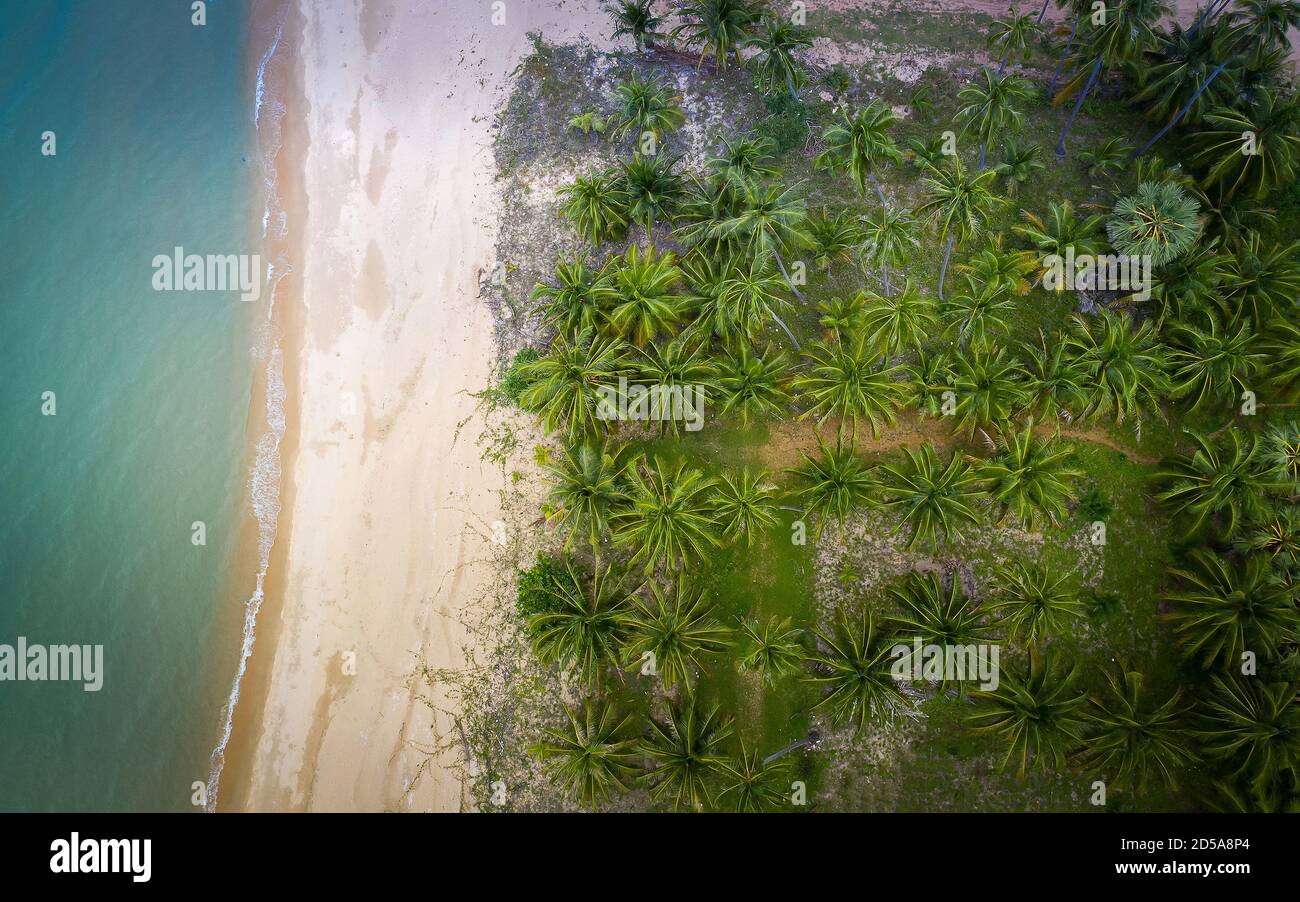 Aerial view of a coconut palm tree plantation pattern and ocean Stock ...