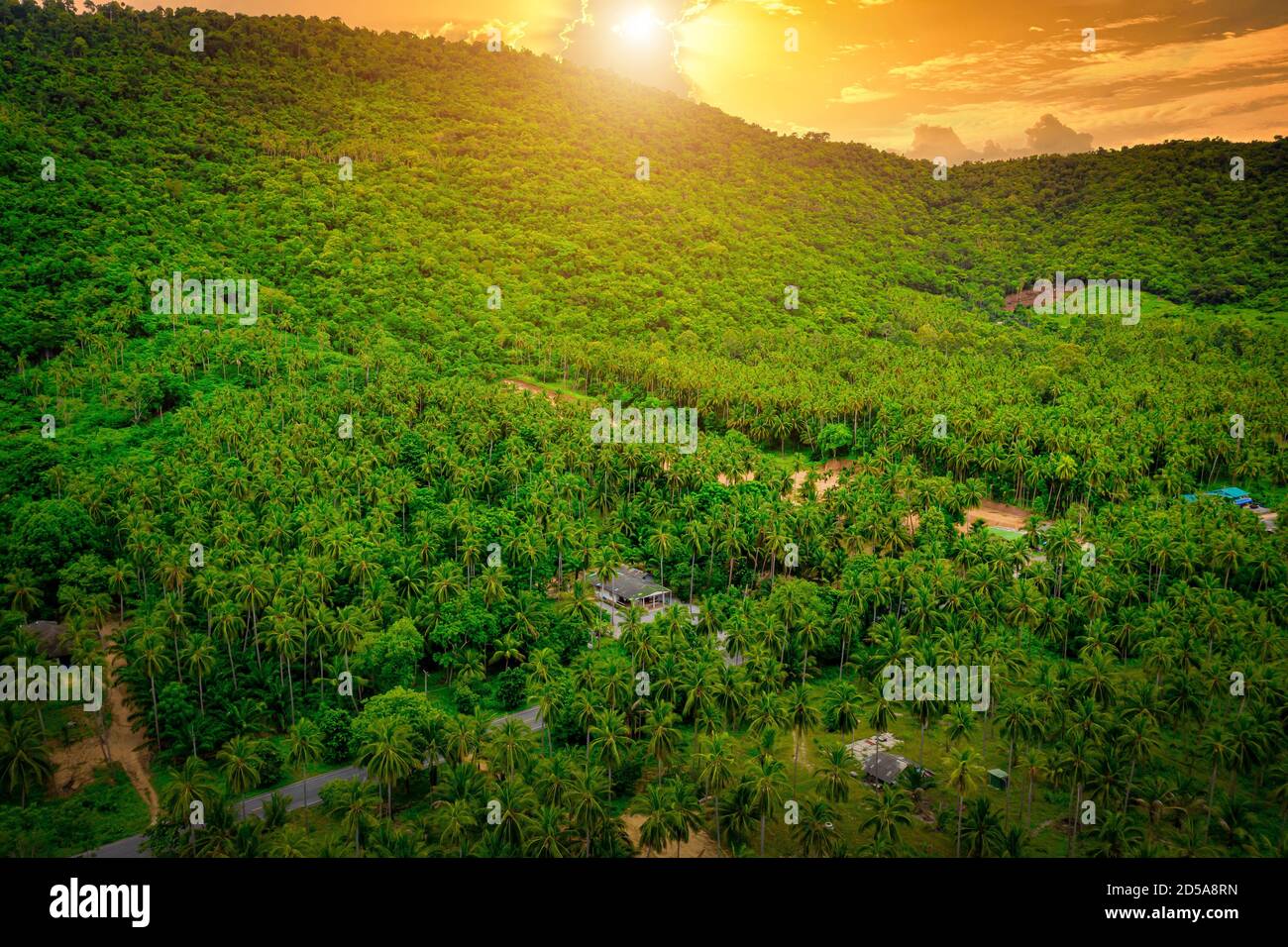 Aerial view of a coconut palm tree plantation pattern Stock Photo - Alamy