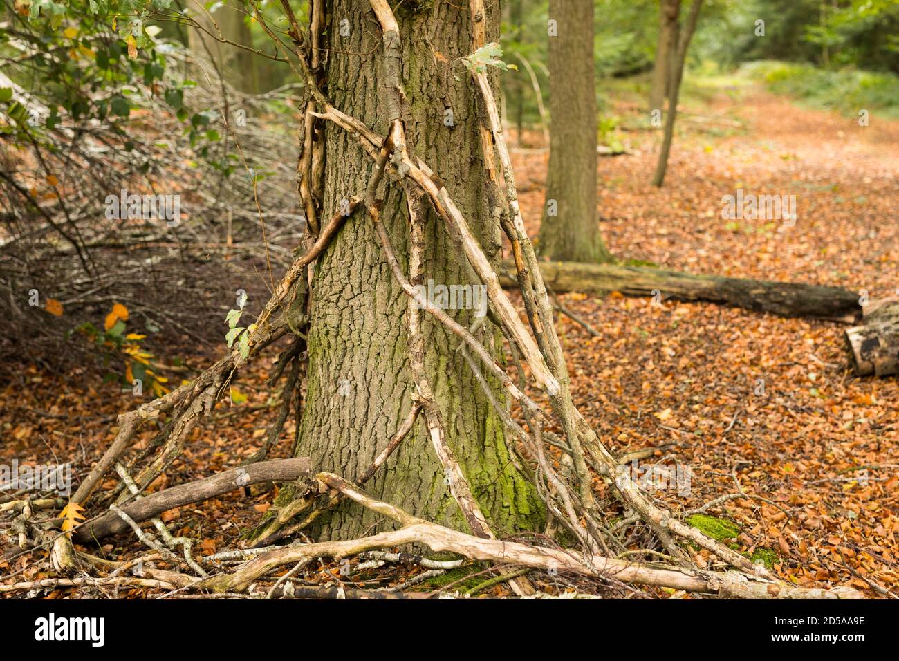 Branches placed against the trunk of an oak tree in a forest in autumn ...