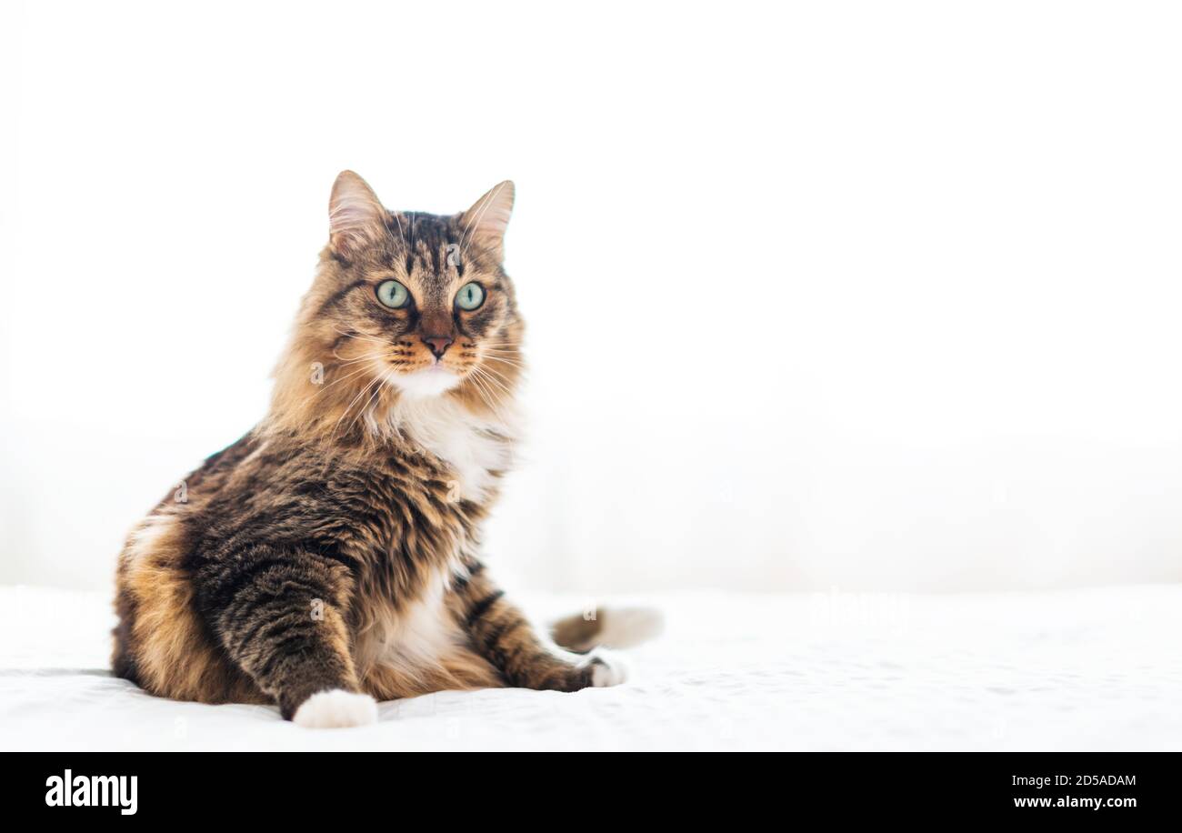 Cute fluffy surprised cat Cut Out Stock Images & Pictures - Alamy