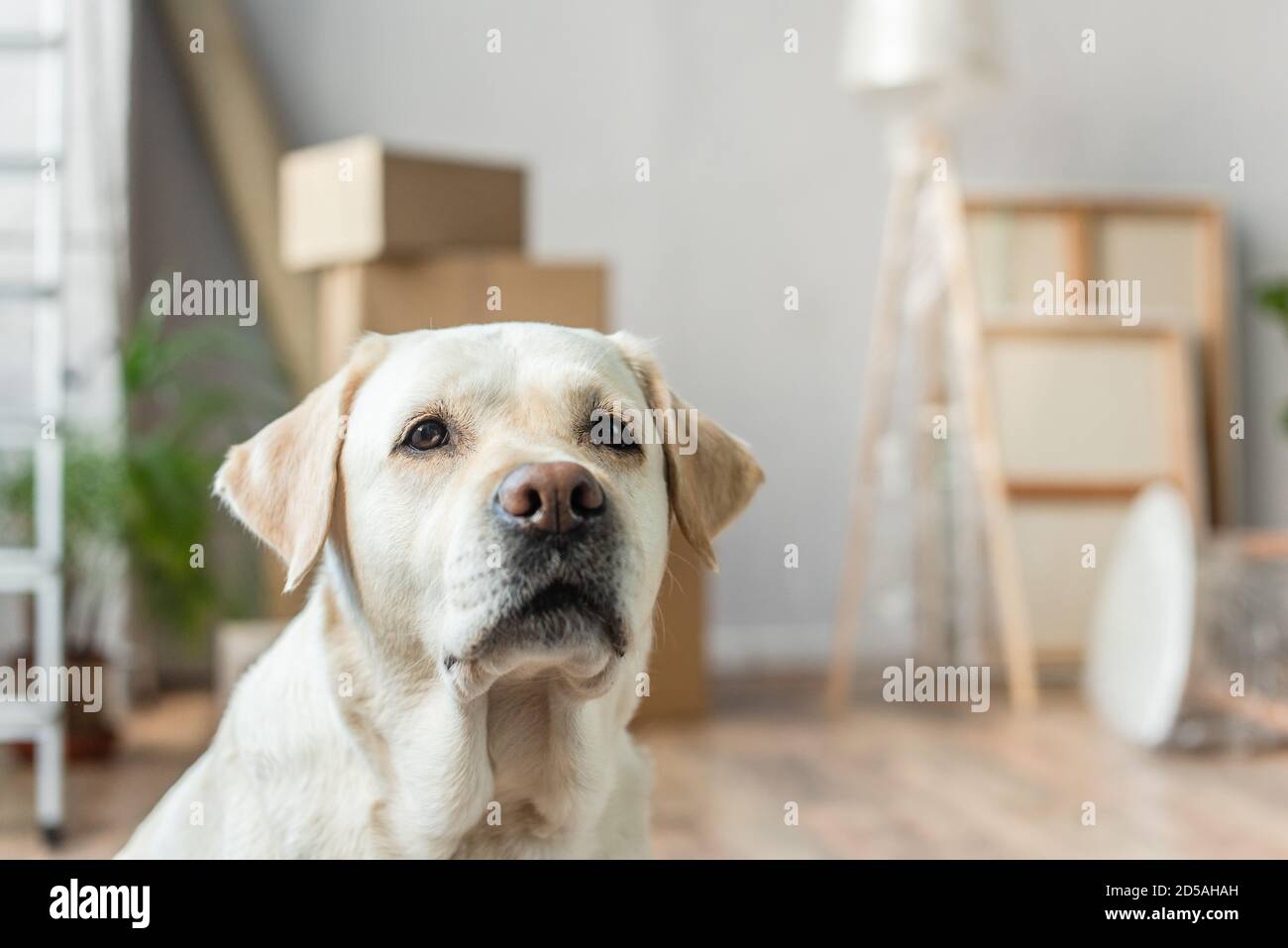 portrait of cute labrador dog sitting in new house, moving concept ...