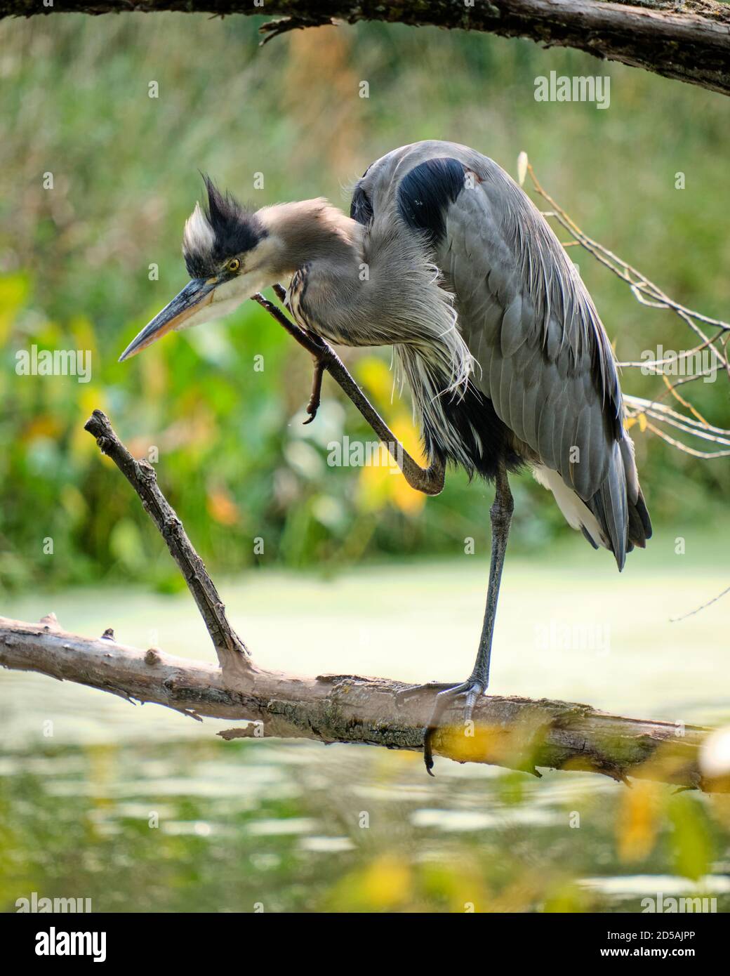 A Great Blue Heron (Ardea herodias) standing on one leg, scratching its ...