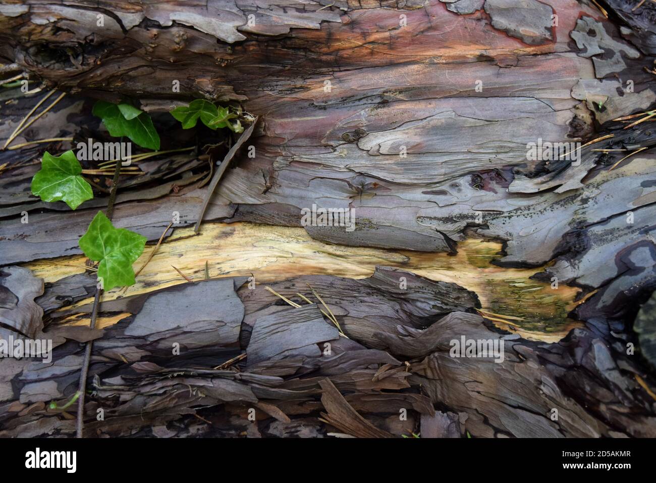Background nature decay hi-res stock photography and images - Alamy