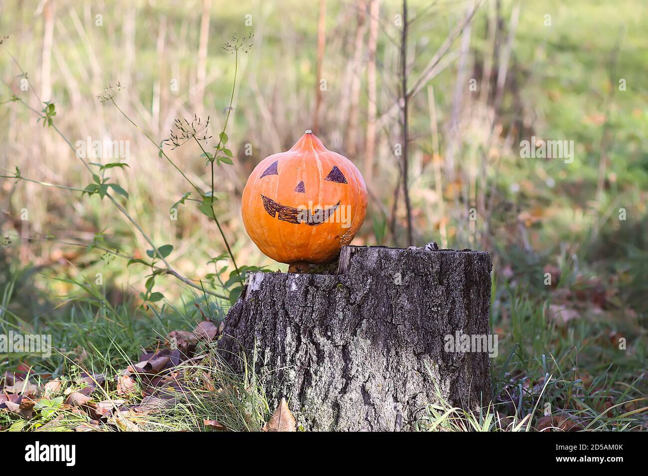 Funny Halloween pumpkin with scary face in fall leaves in autumn garden ...