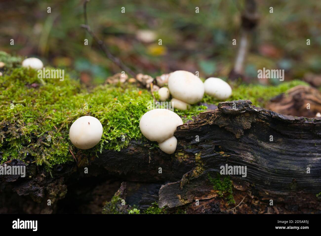 Wild champignons mushrooms growing in a forest in the Netherlands Stock ...