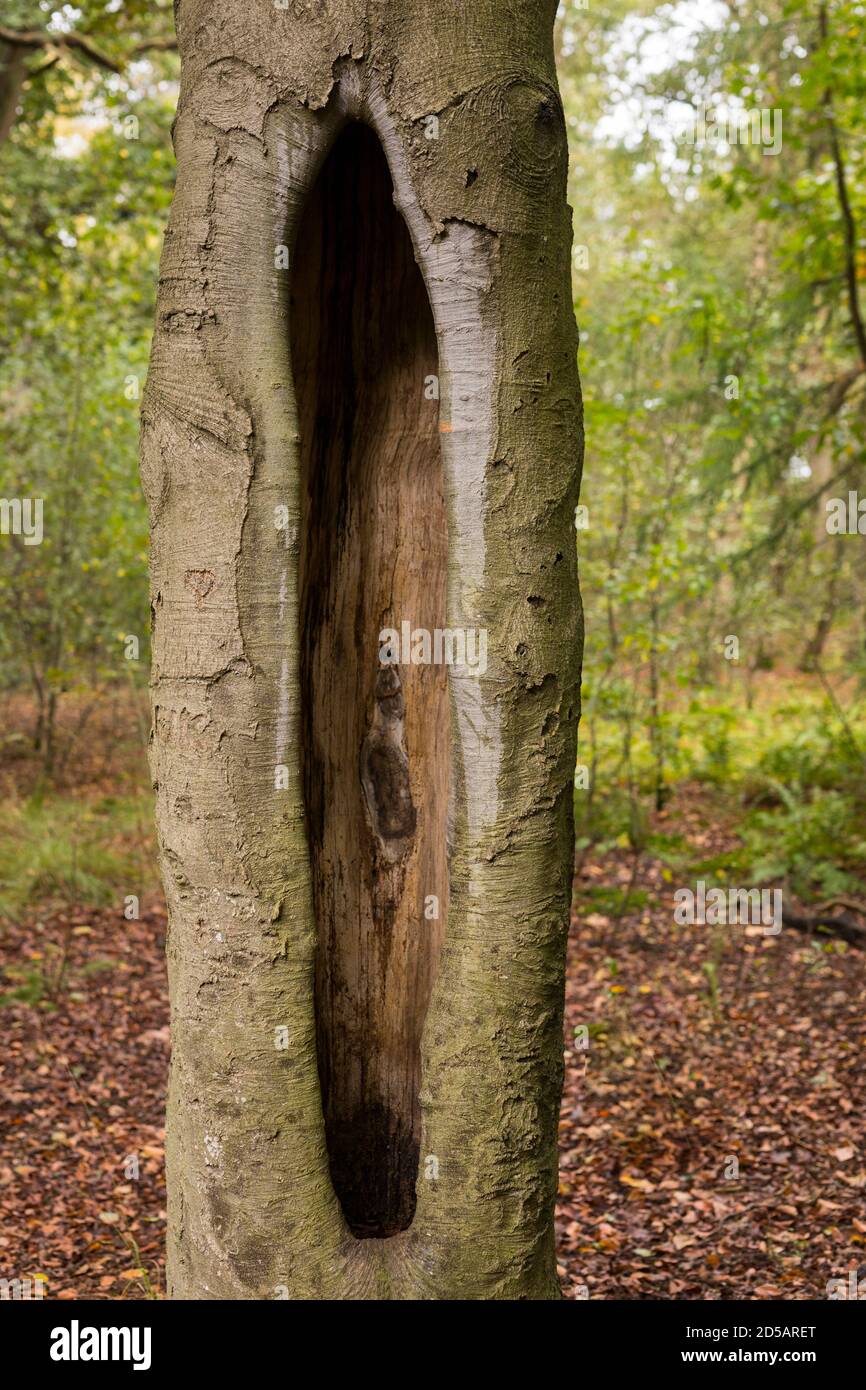 Hollow beech tree in hi-res stock photography and images - Alamy