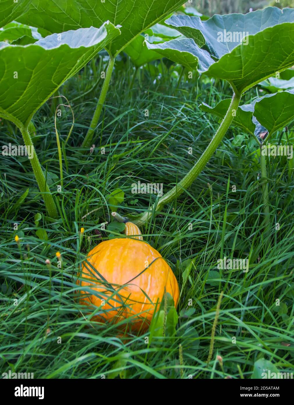 Pumpkins with large leaves growing in a garden Stock Photo - Alamy