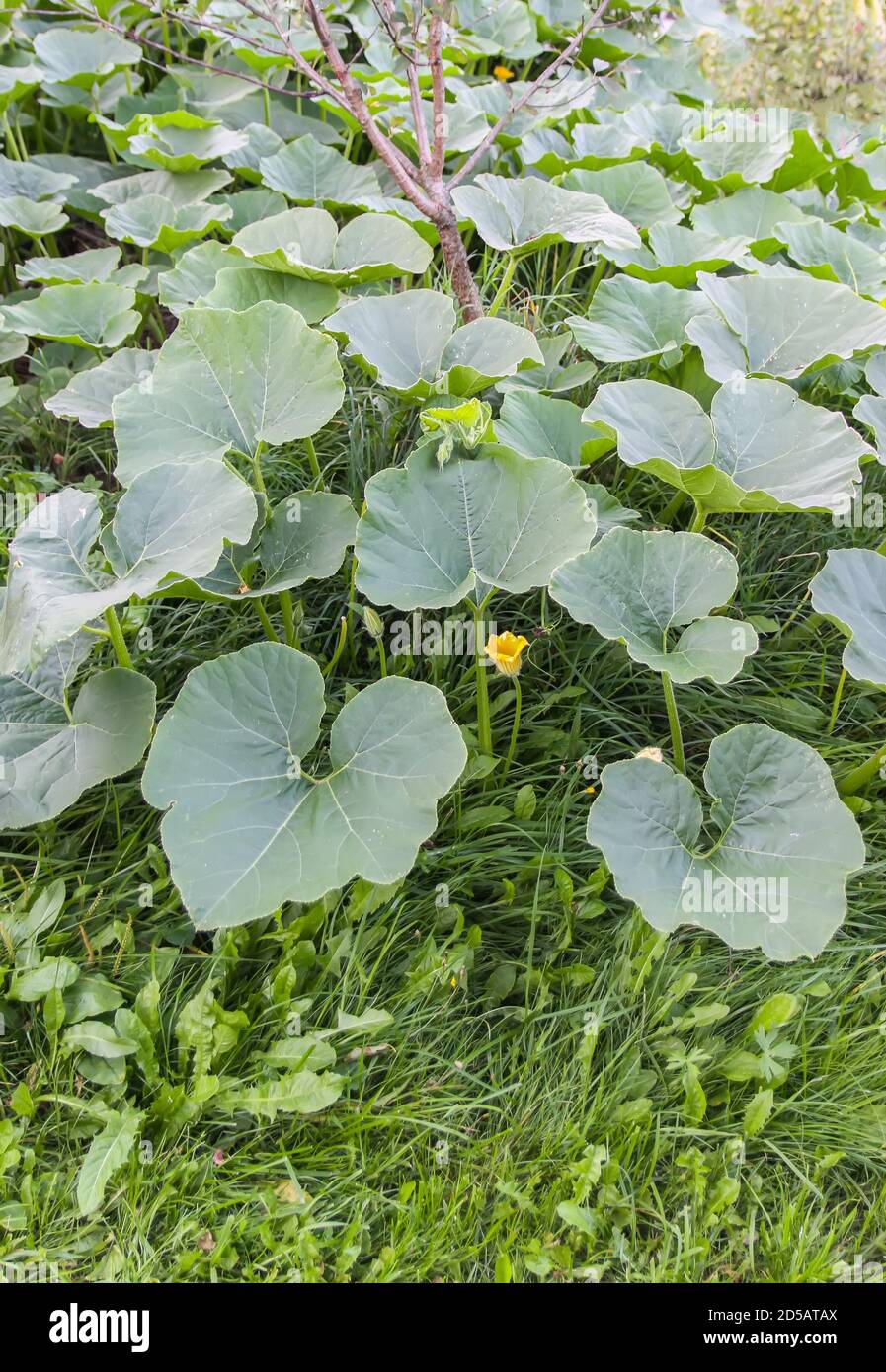 Pumpkins with large leaves growing in a garden Stock Photo - Alamy
