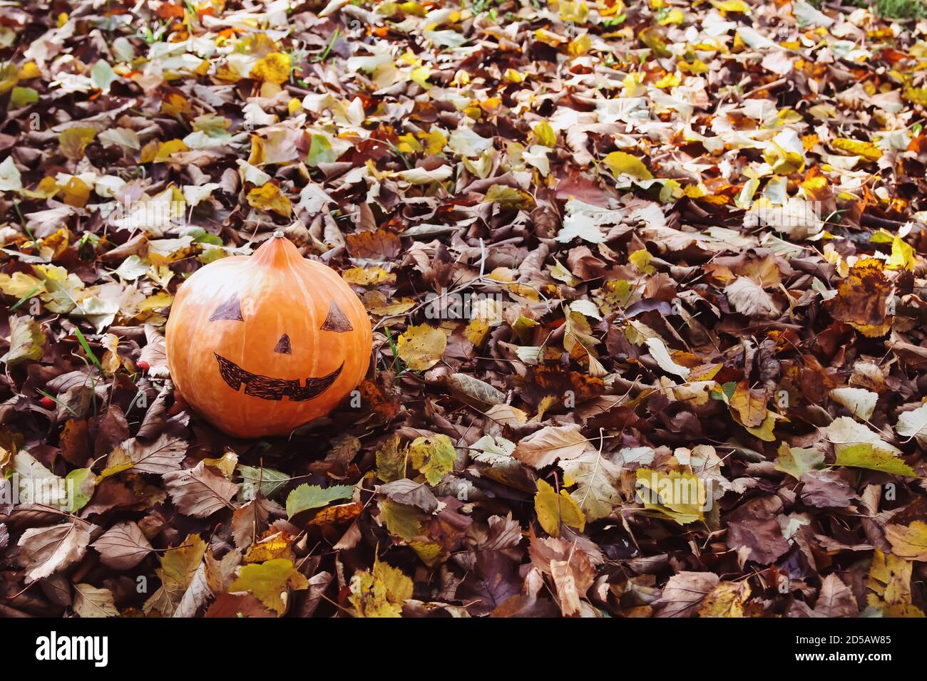 Funny Halloween pumpkin in autumn park with fall leaves Stock Photo - Alamy