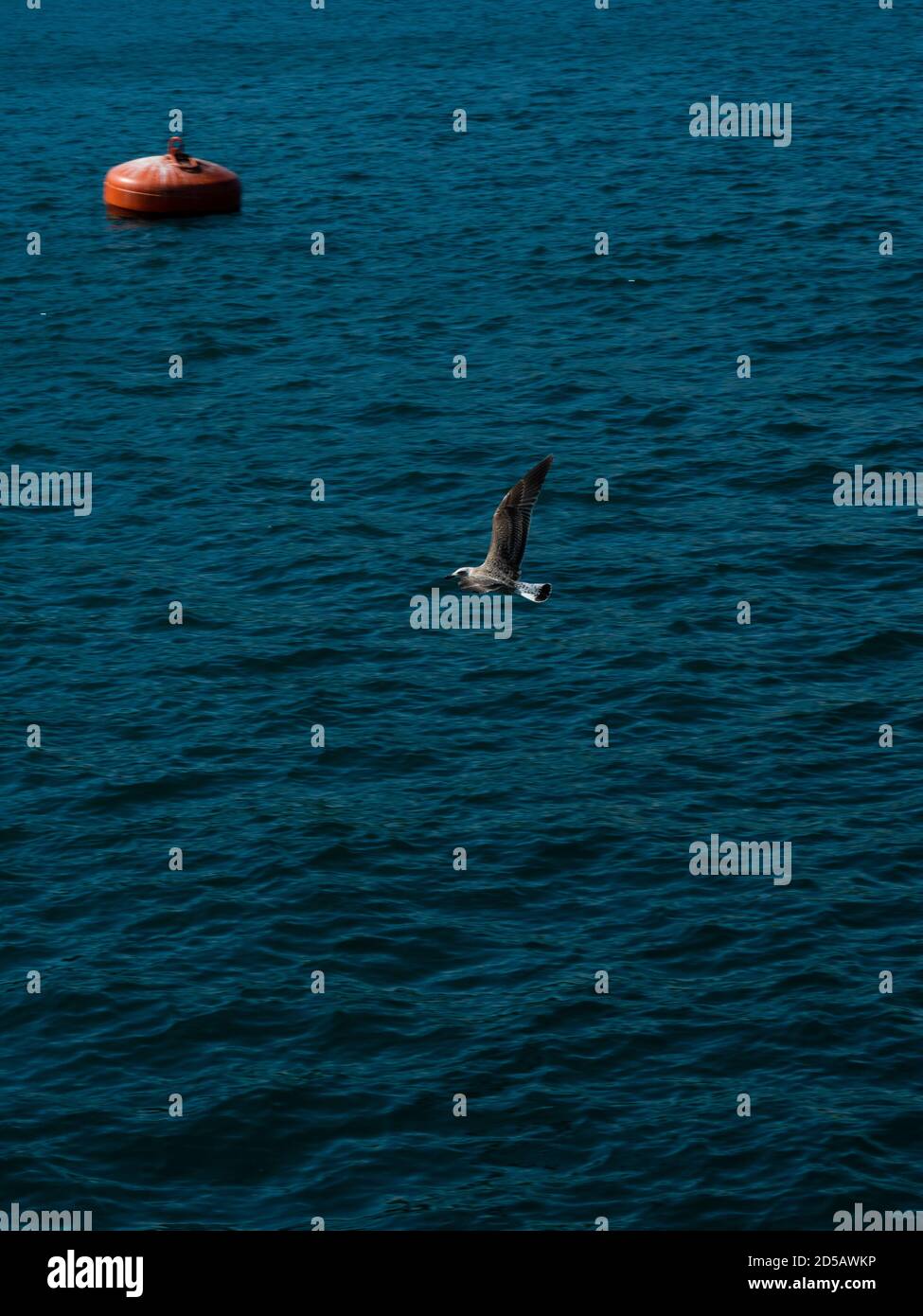 Vertical shot seagull flying hi-res stock photography and images - Alamy