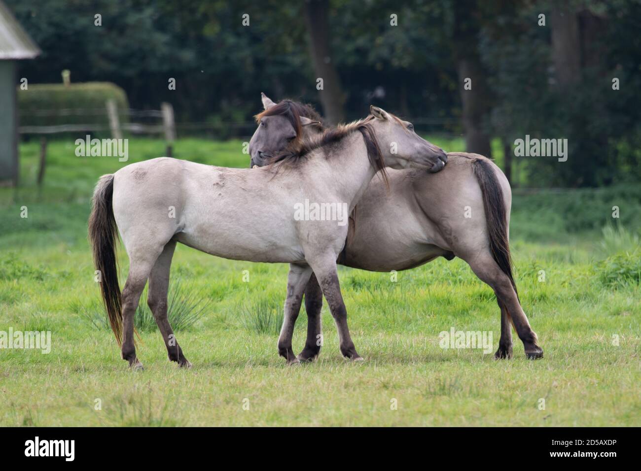 Grooming germany hi-res stock photography and images - Alamy