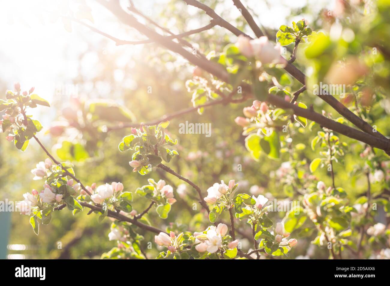 Beautiful apple tree branch with sun Stock Photo - Alamy
