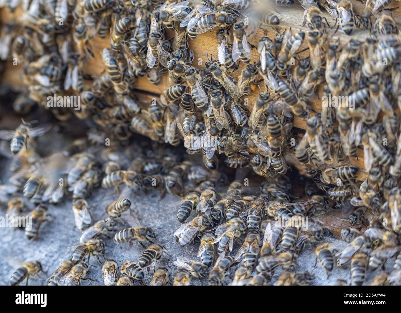 Close up of huge crowd of honey bees flying into beehive apiary Working ...