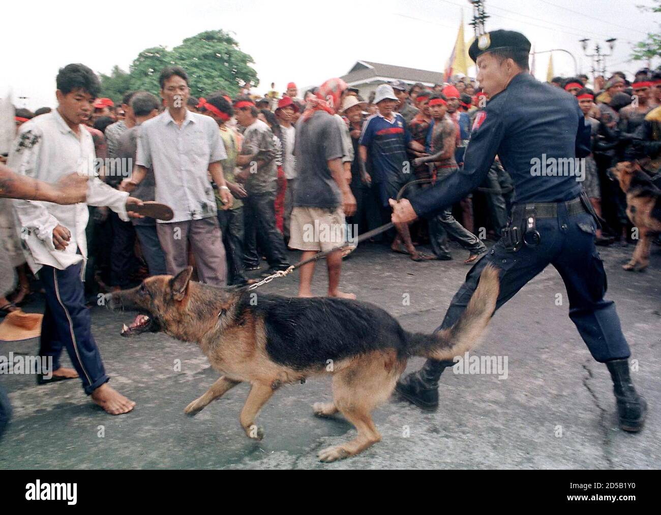 Where Do You Hit A Dog When Attacked