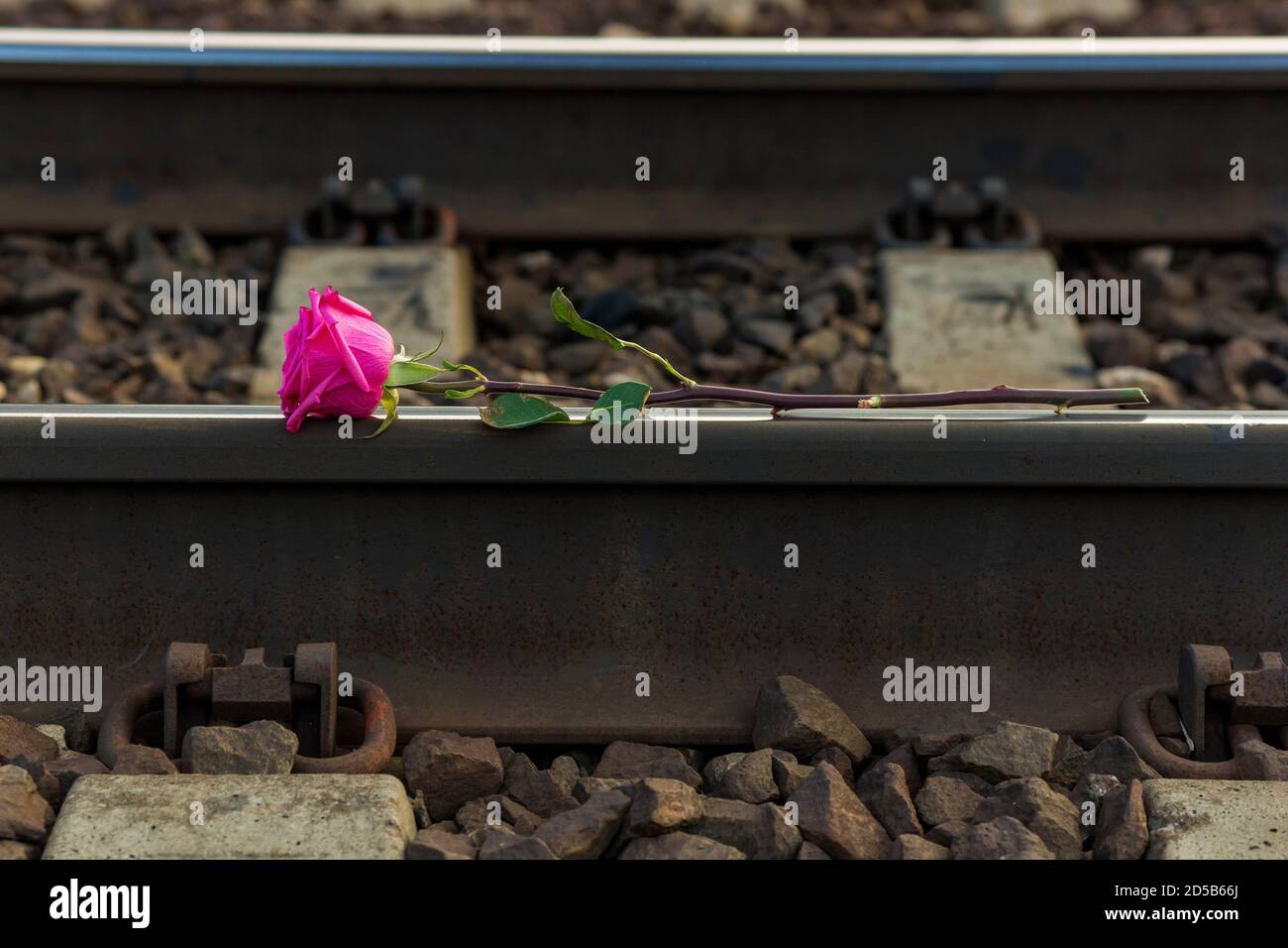 .Red rose lies on the rails on the train tracks Stock Photo - Alamy