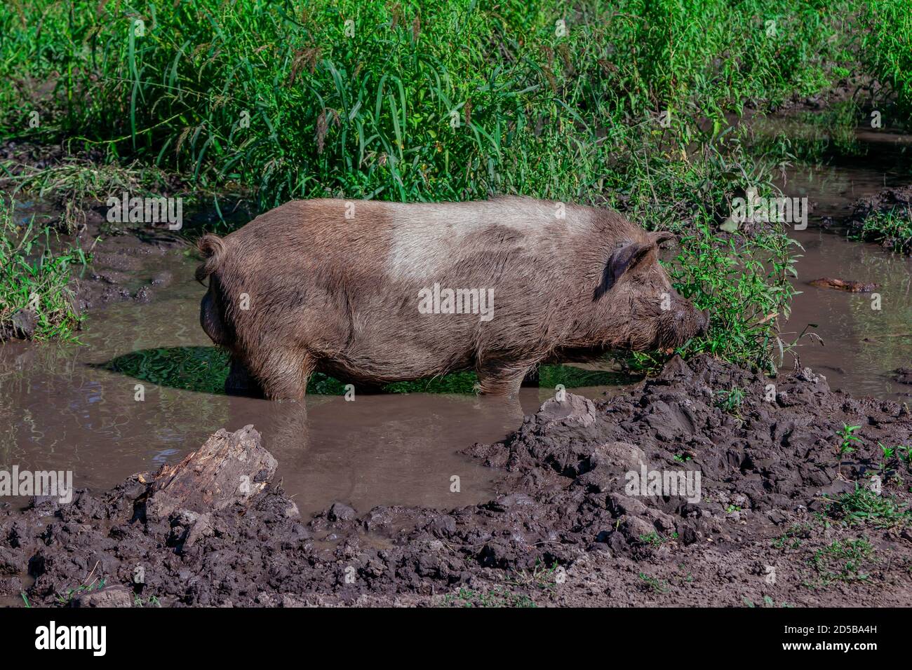 Large fat dirty brown pig relaxing in a mud puddle on the meadow in a ...