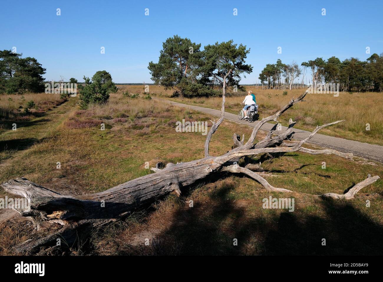 Cycle path through the heath landscape in the National Park De Hoge ...
